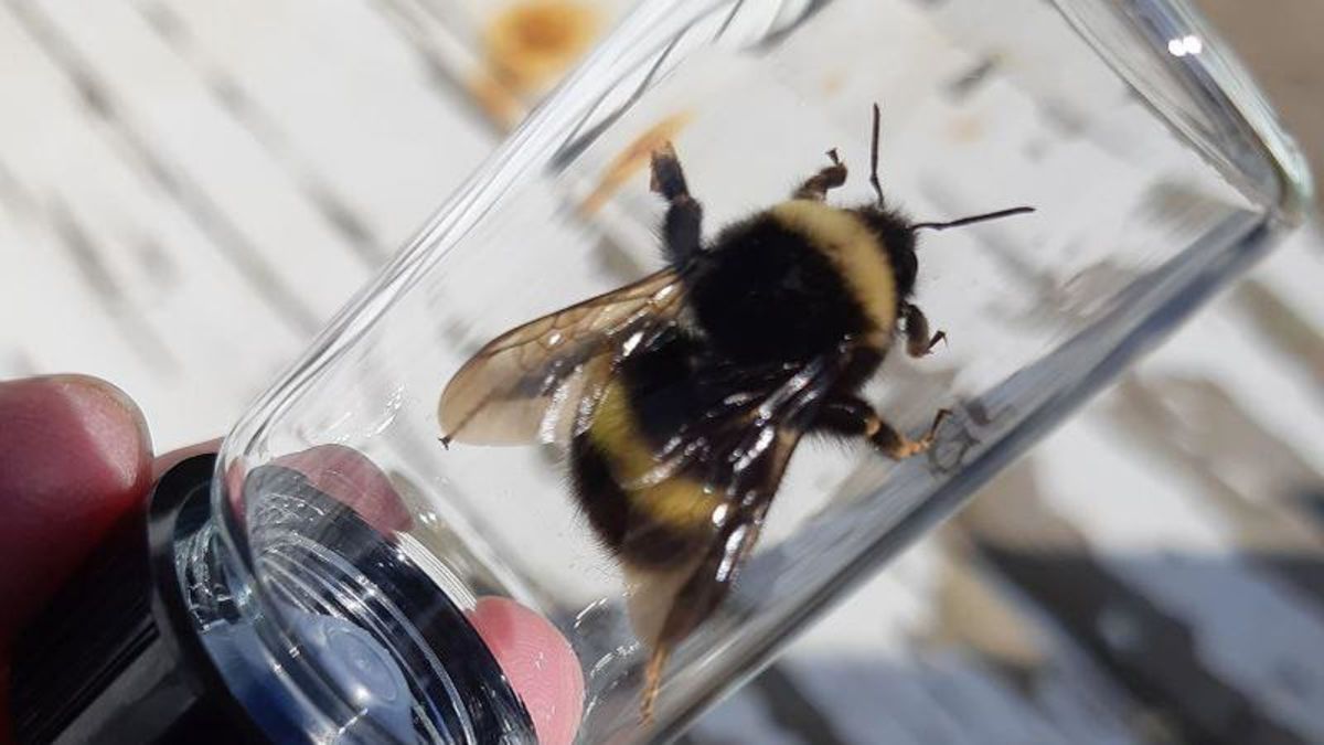 Bee expert: A wilder lawn can let pollinators thrive | rdnewsnow.com