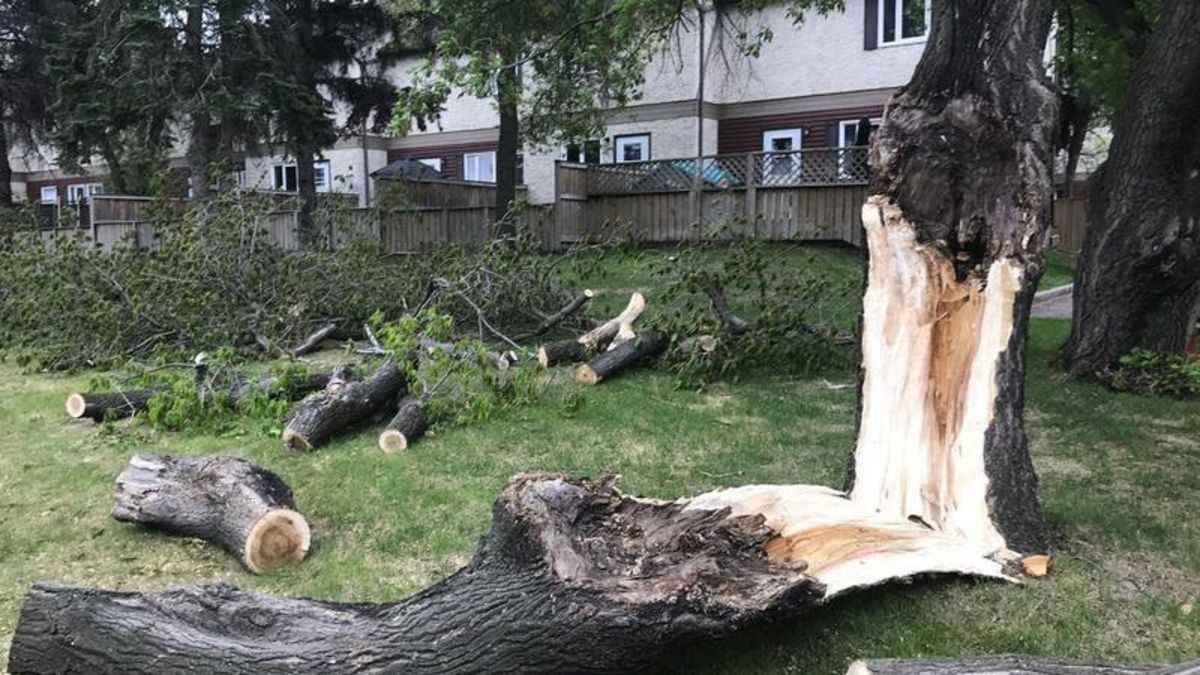 Strong winds damage trees | paNOW