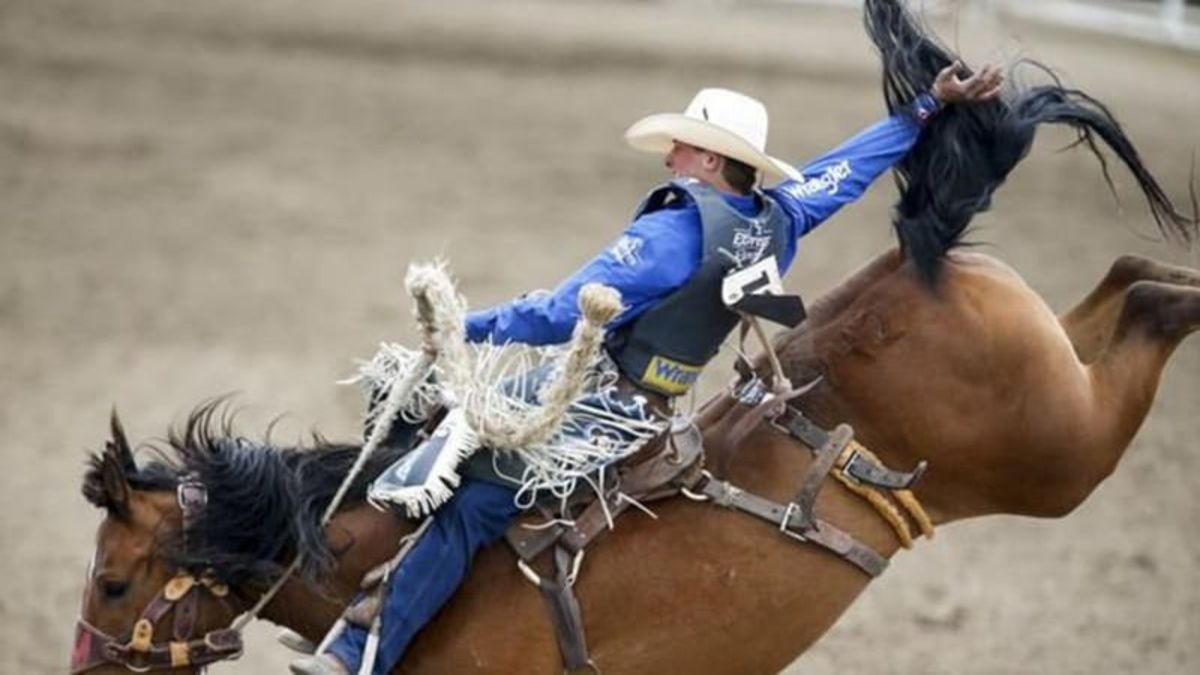 No call to buck, rodeo bulls and broncs idled by COVID-19 pandemic ...