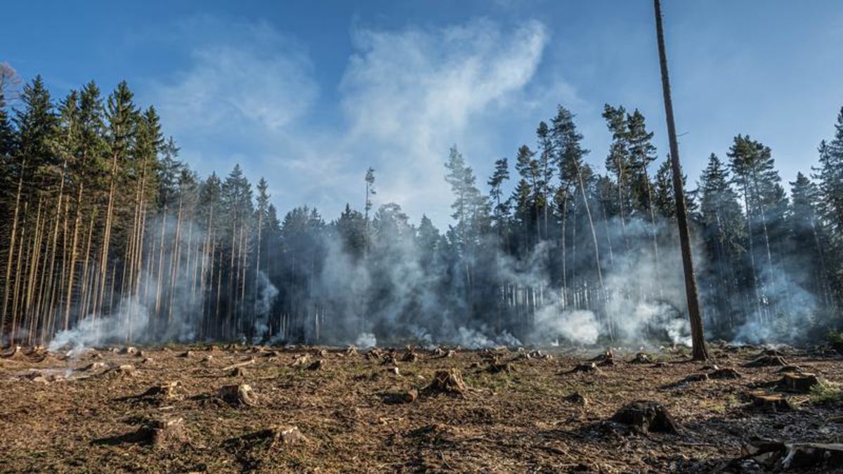 If periodic rainfall continues, wildfire season may not be bad: BC ...