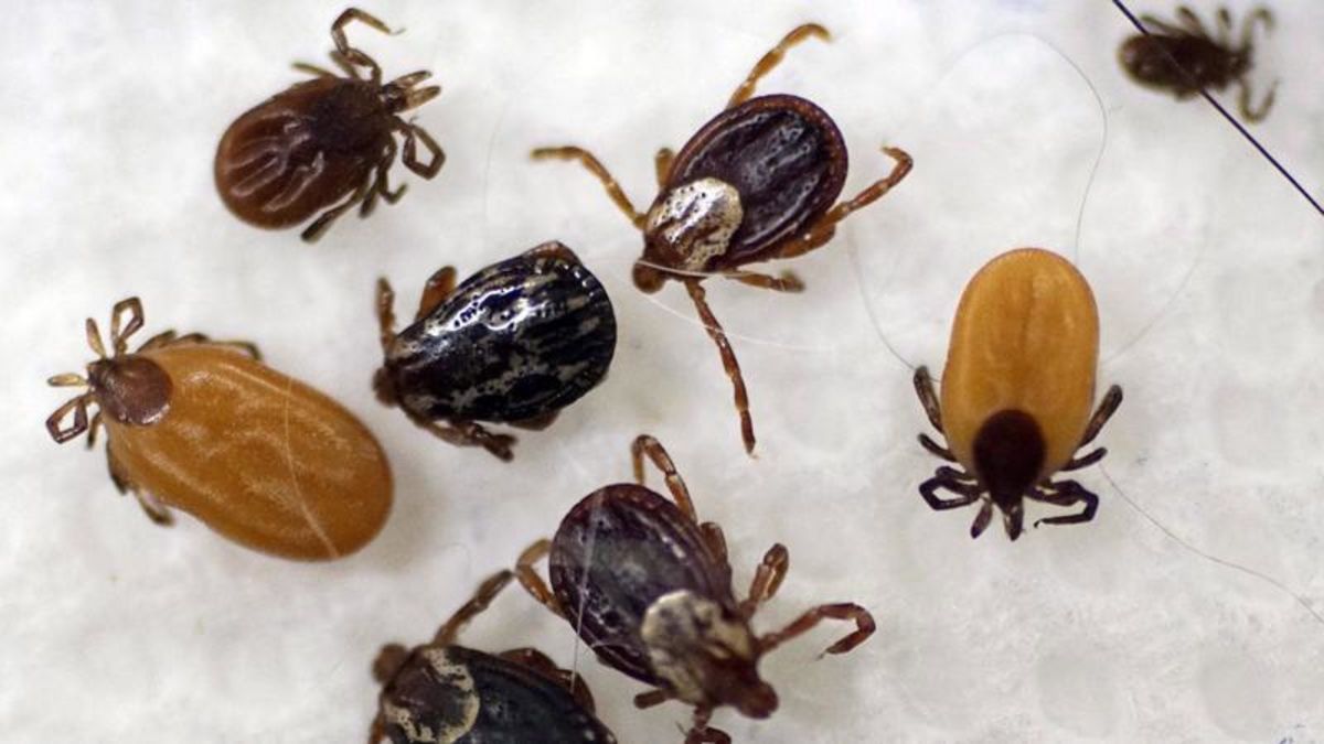 Canadians heading outdoors this summer are urged to look out for ticks ...