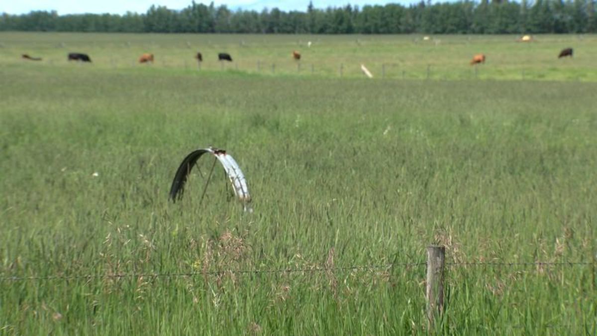 Wet weather a challenge for hay season | farmnewsNOW