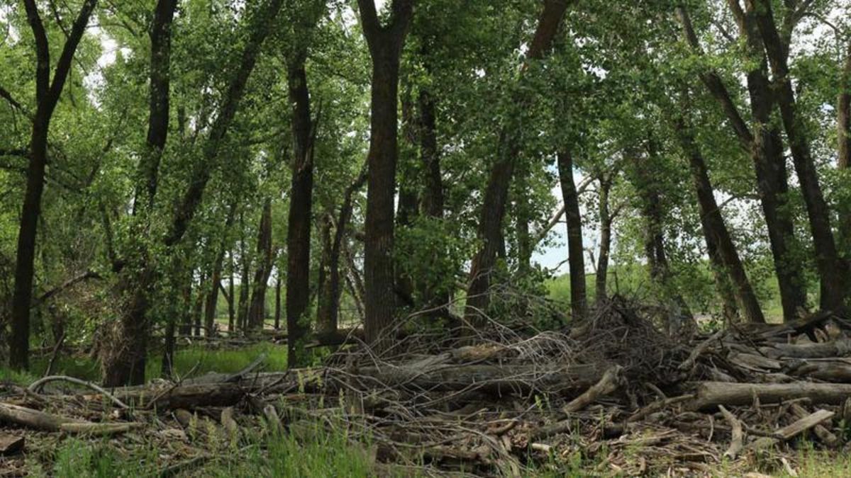 Police Point Park starting Wellness in Nature Series | CHAT News Today