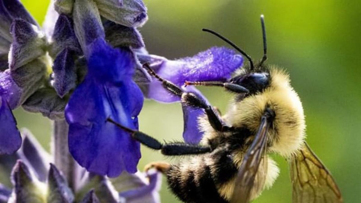 Lack of bees, pollination limiting crop yields across U.S., B.C., study ...