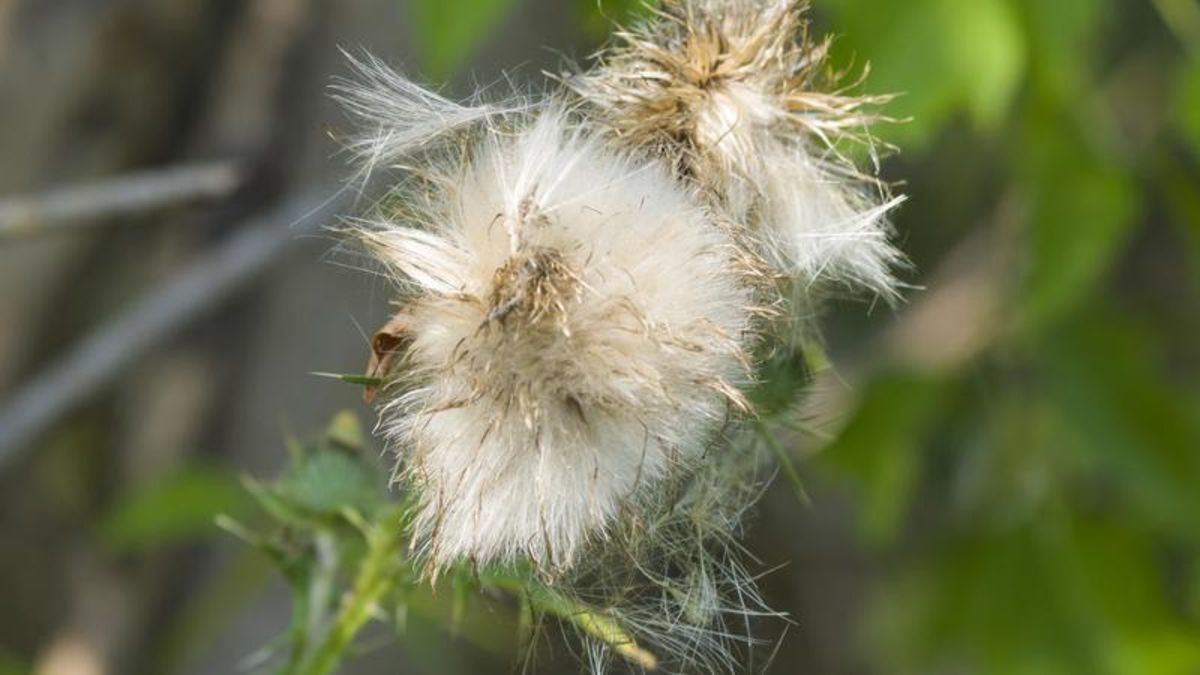 Weed control in the fall successful for winter annuals | farmnewsNOW