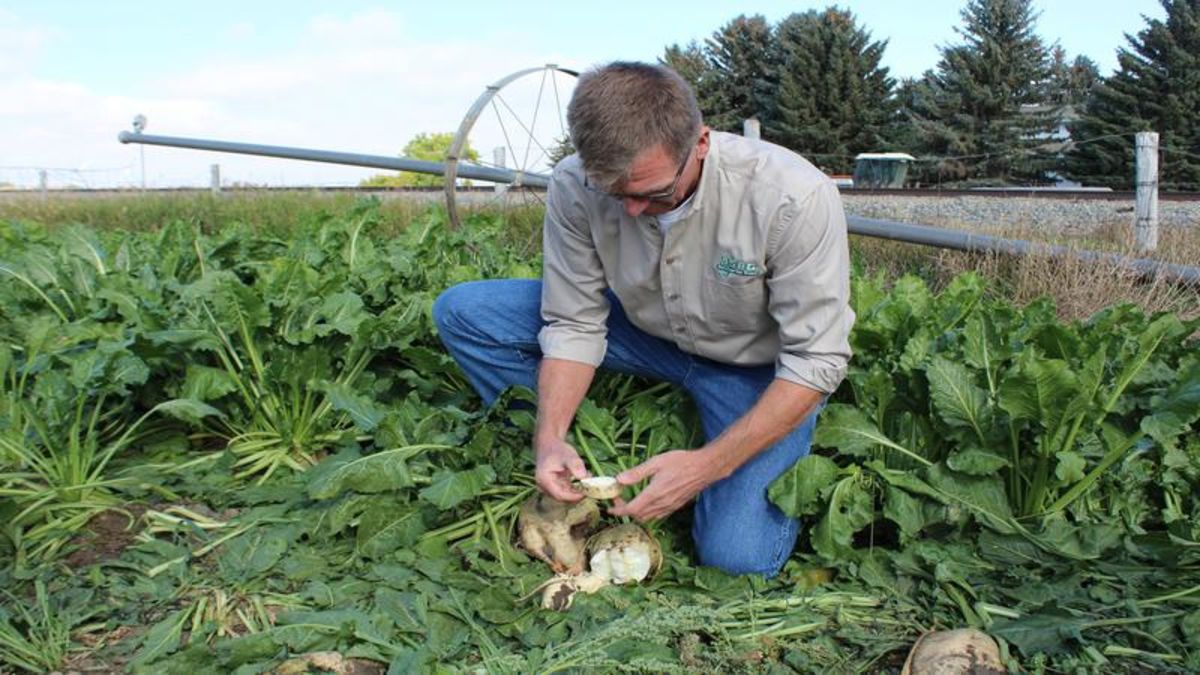 Harvest begins early for Southern Alberta’s sweetest crop | farmnewsNOW