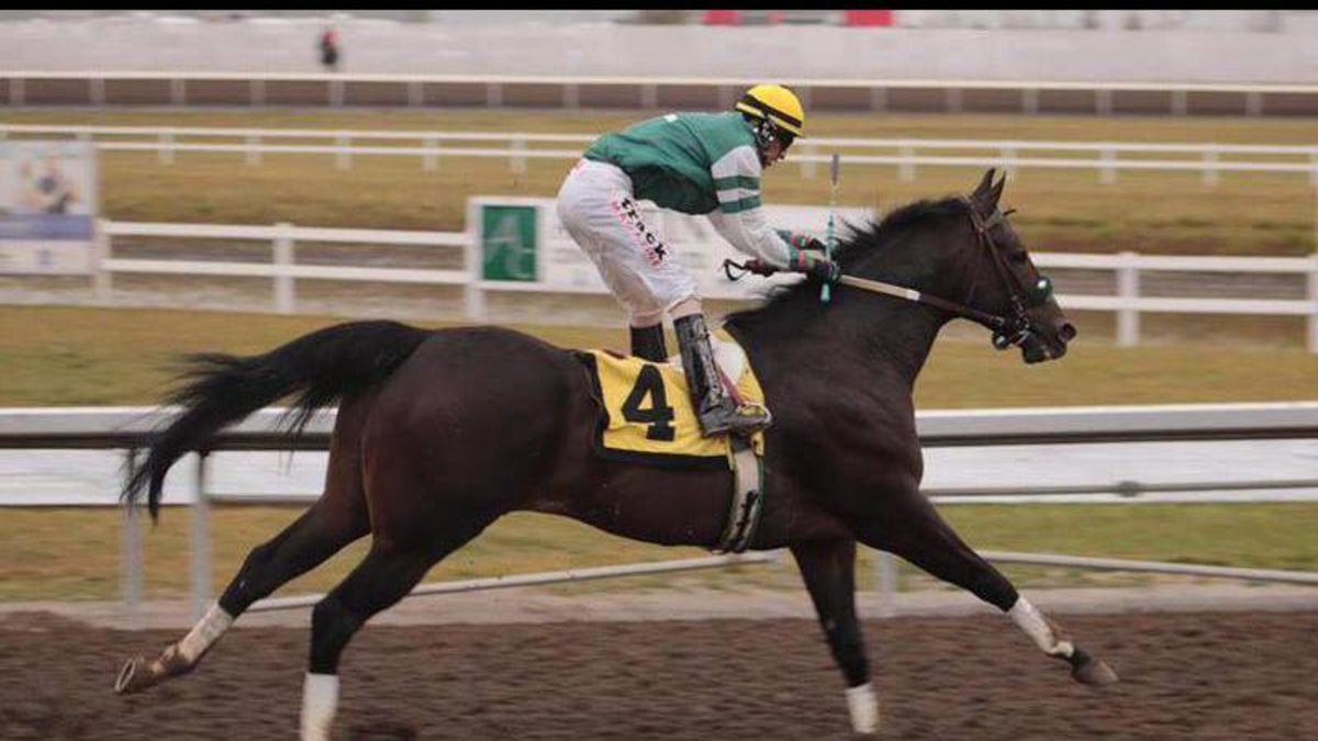 World record quarter horse winning streak comes to an end | EverythingGP