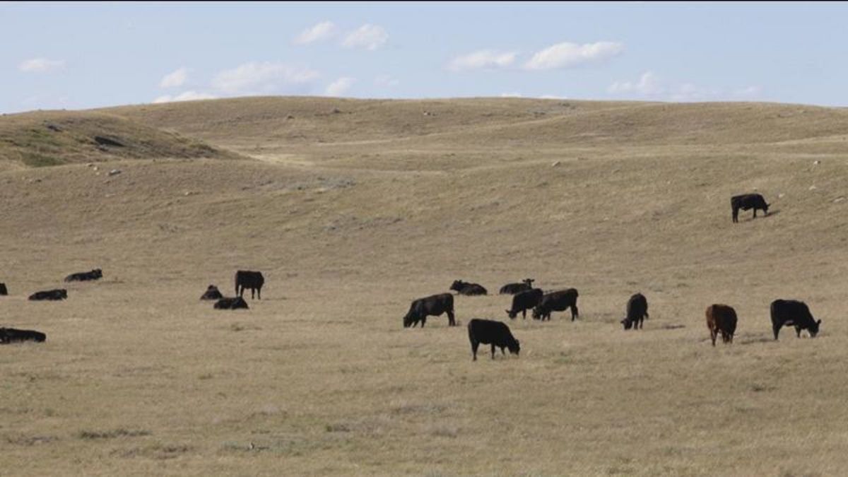 Conserving prairie grasslands in Saskatchewan | farmnewsNOW