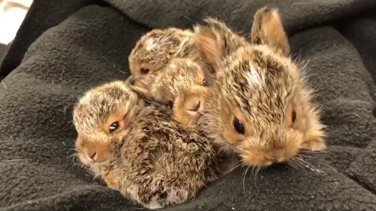 WATCH: B.C. Wildlife Park hosting the cutest baby snowshoe hares you’ve ...