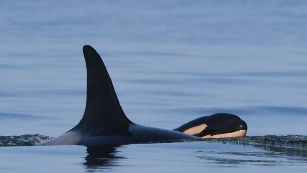 Gender reveal for ‘robust’ new calf of endangered west coast orca ...