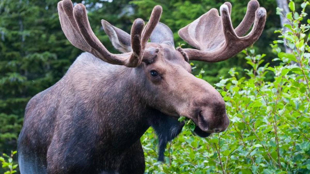 Poop picking: UNBC biologist and students look to determine moose ...