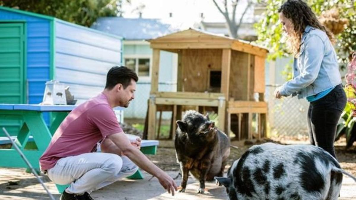 Animals, people rescue each other in heartfelt docuseries | northeastNOW