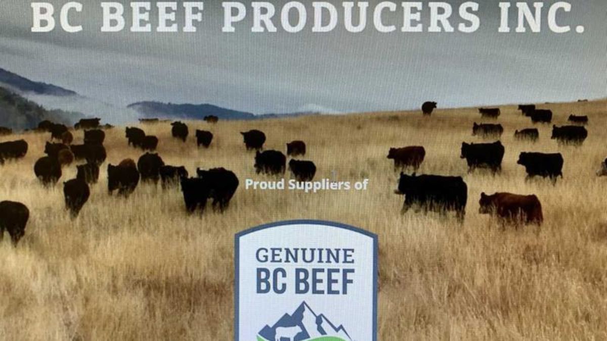 B.C. cattle producers launch beef branding program | CFJC Today Kamloops