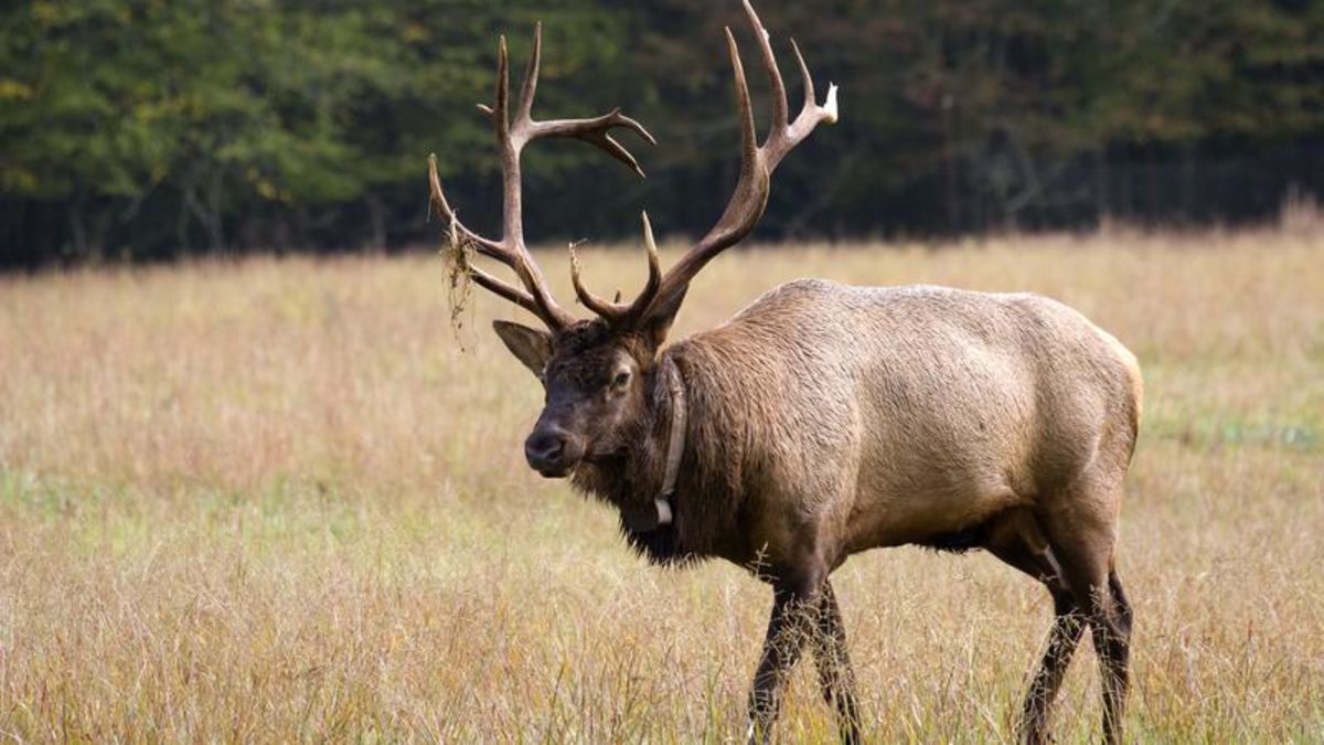 Elk sightings prompt hunting moratorium on Tk’emlups te Secwepemc lands ...