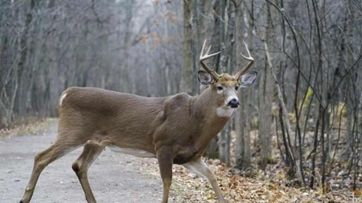 Longueuil police arrest man for alleged threats over local deer cull ...