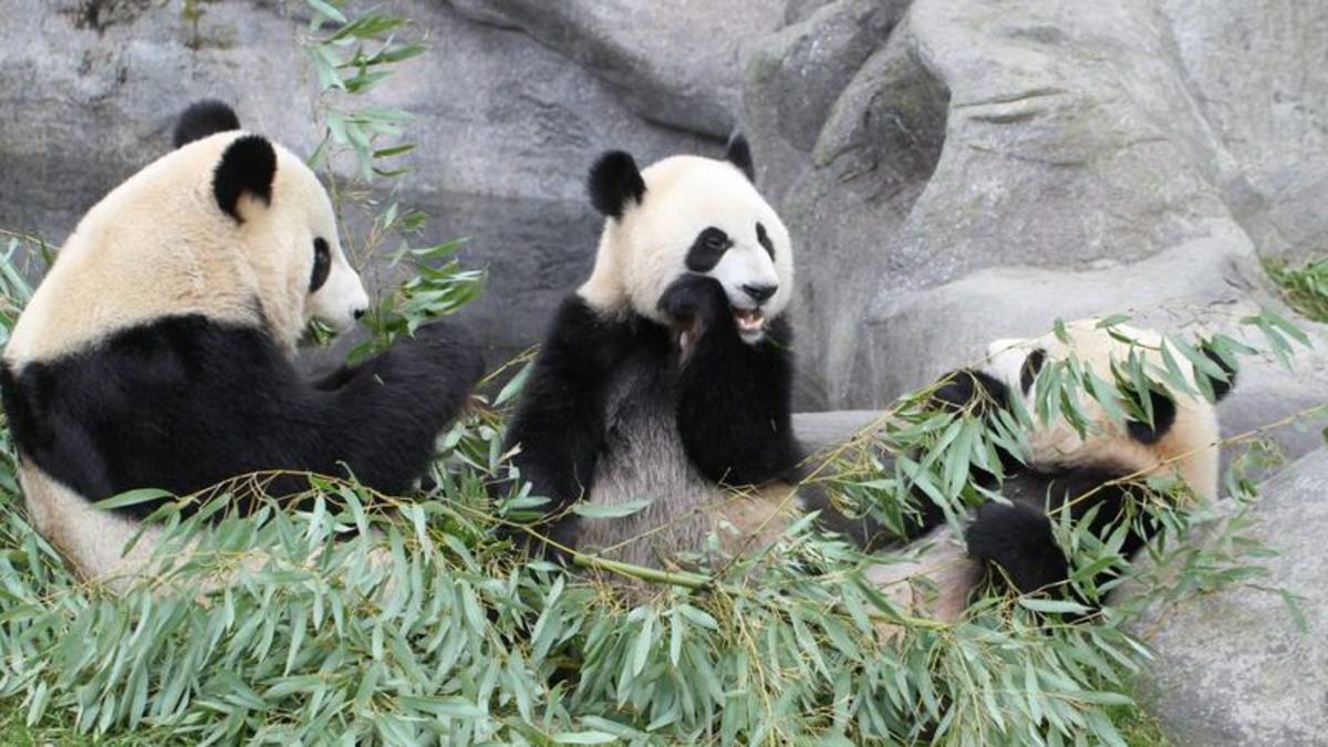 Calgary Zoo’s giant pandas heading back to China after long delay ...
