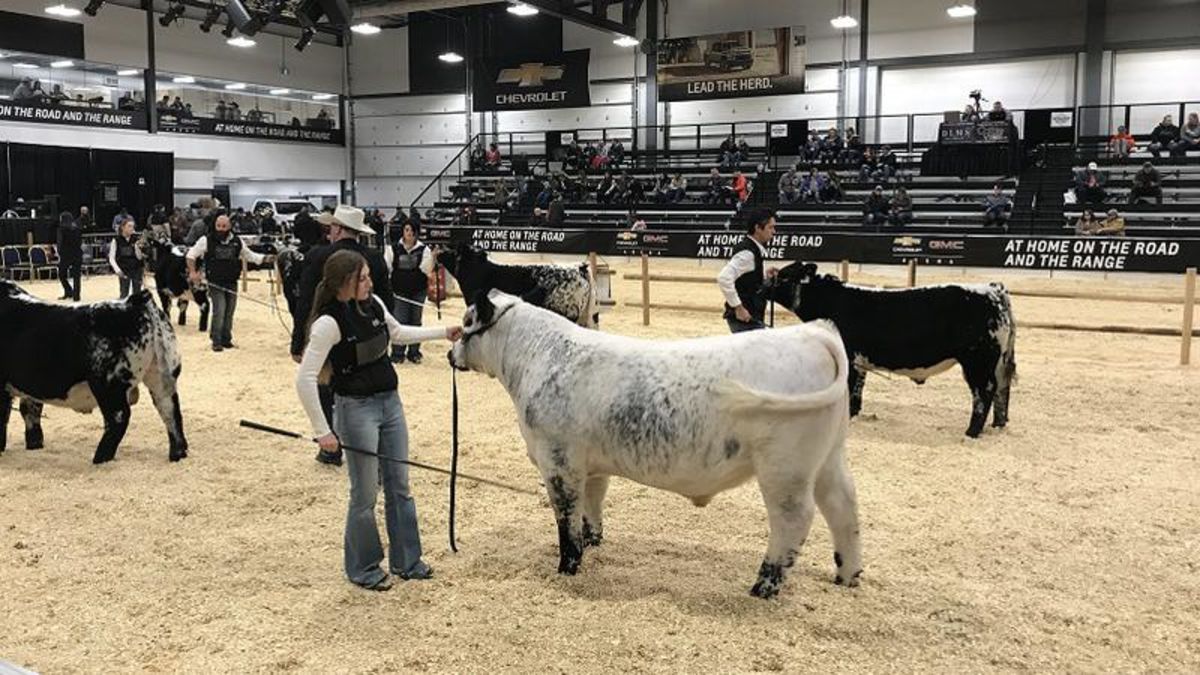 Agribition’s one and only sale for 2020 was a success | farmnewsNOW