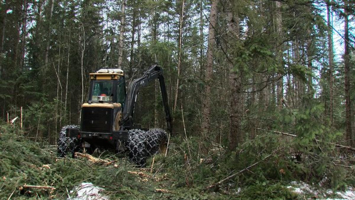 Commercial thinning a forest practicing option | CKPG Today