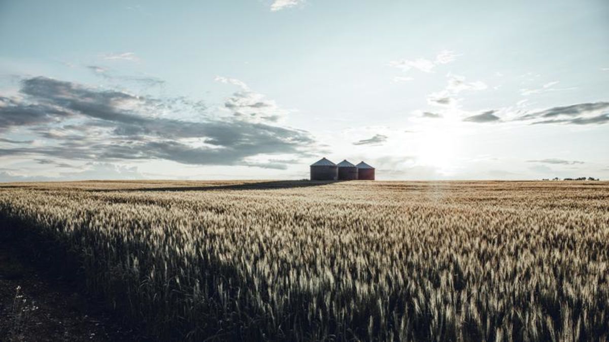 Prairie Wheat Commissions set record straight on wheat prices and food ...