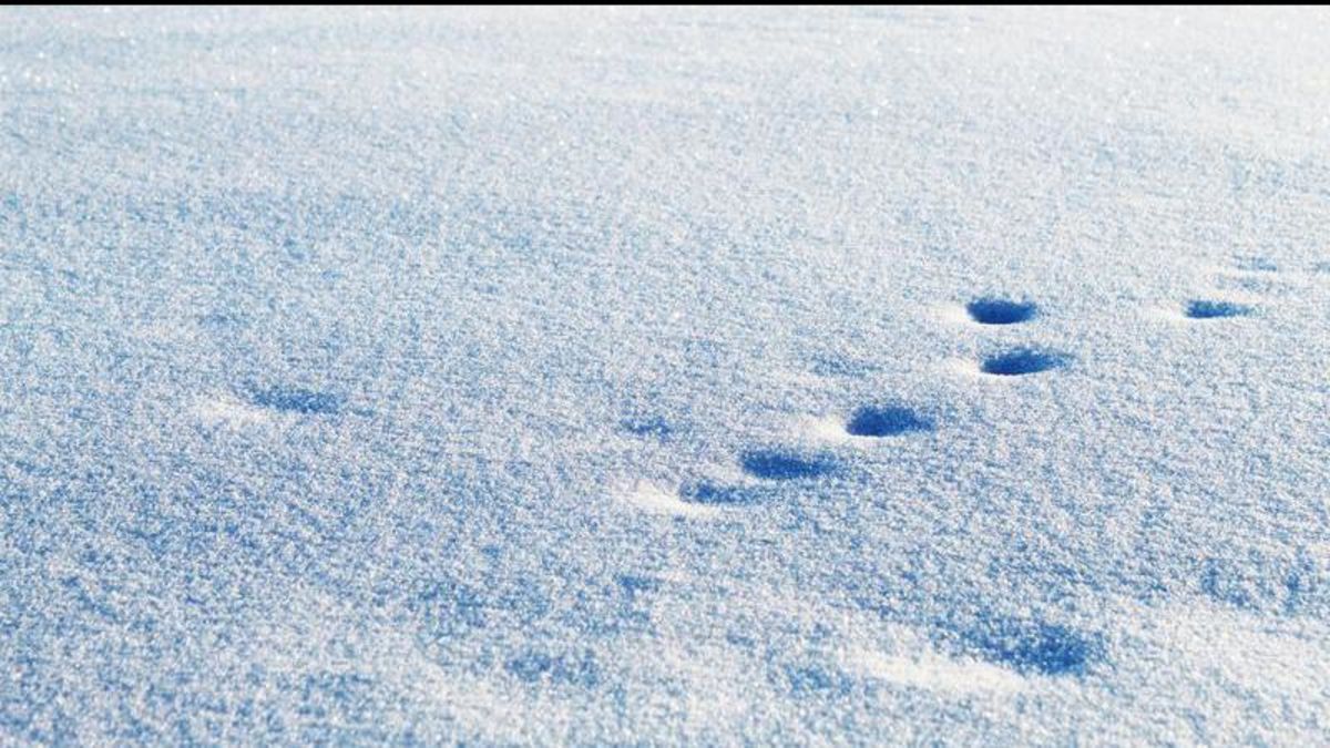 UPDATE: Snowfall warning ended in Grande Prairie | EverythingGP