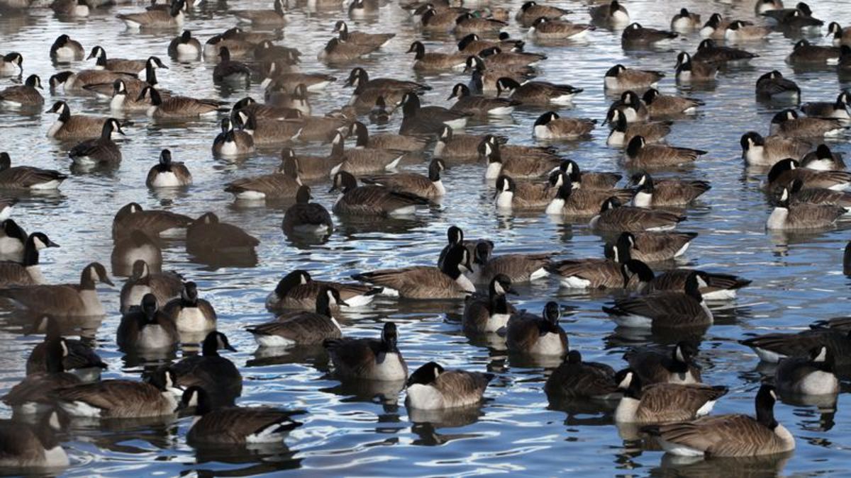 Vernon will seek permits to cull resident Canada Geese | Vernon Matters