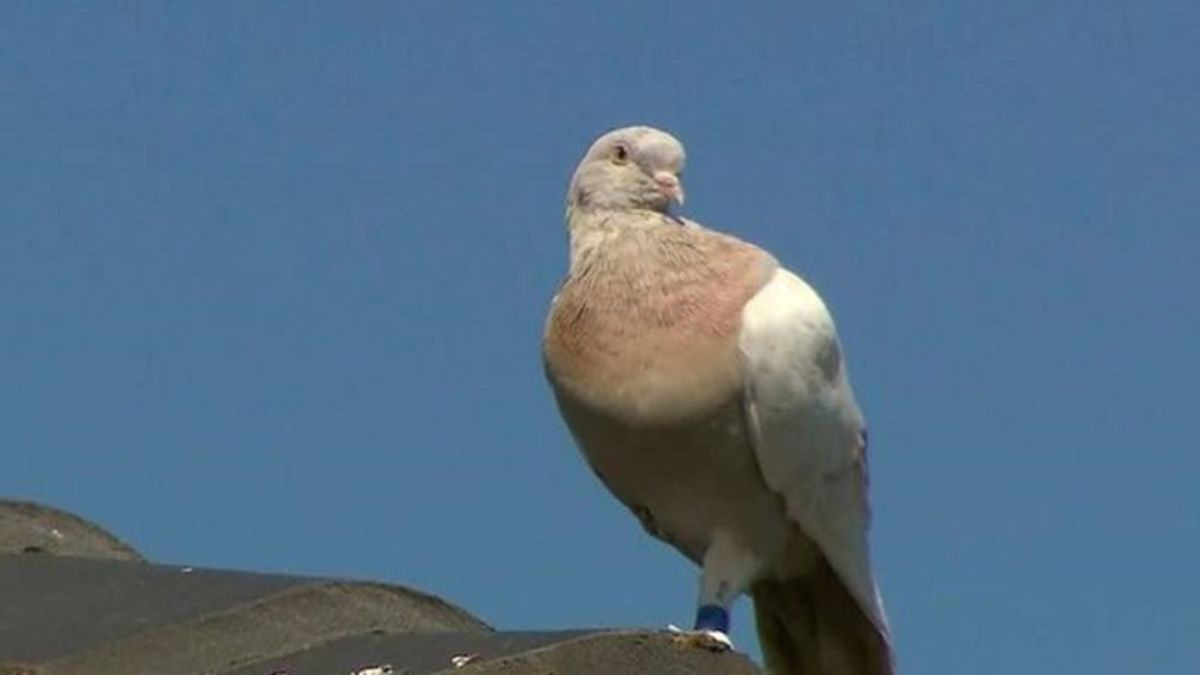 Australia to kill pigeon that crossed Pacific from Oregon | meadowlakeNOW