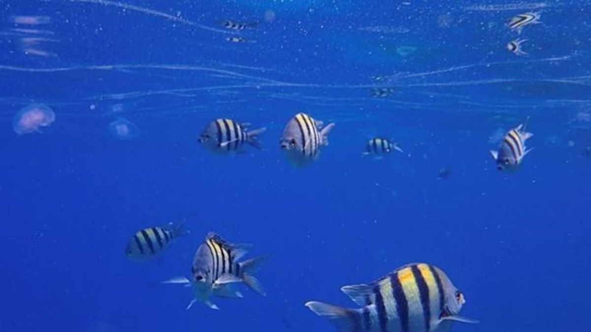 Under the sea, humans have changed ocean sounds | Vernon Matters