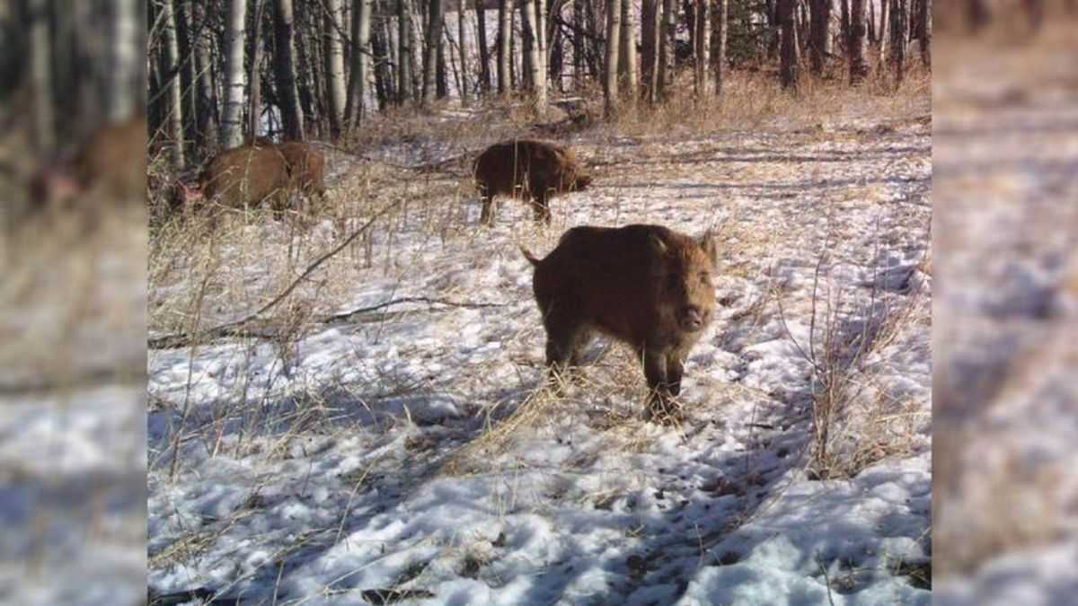 Research team offers new mapping system available for locating wild ...