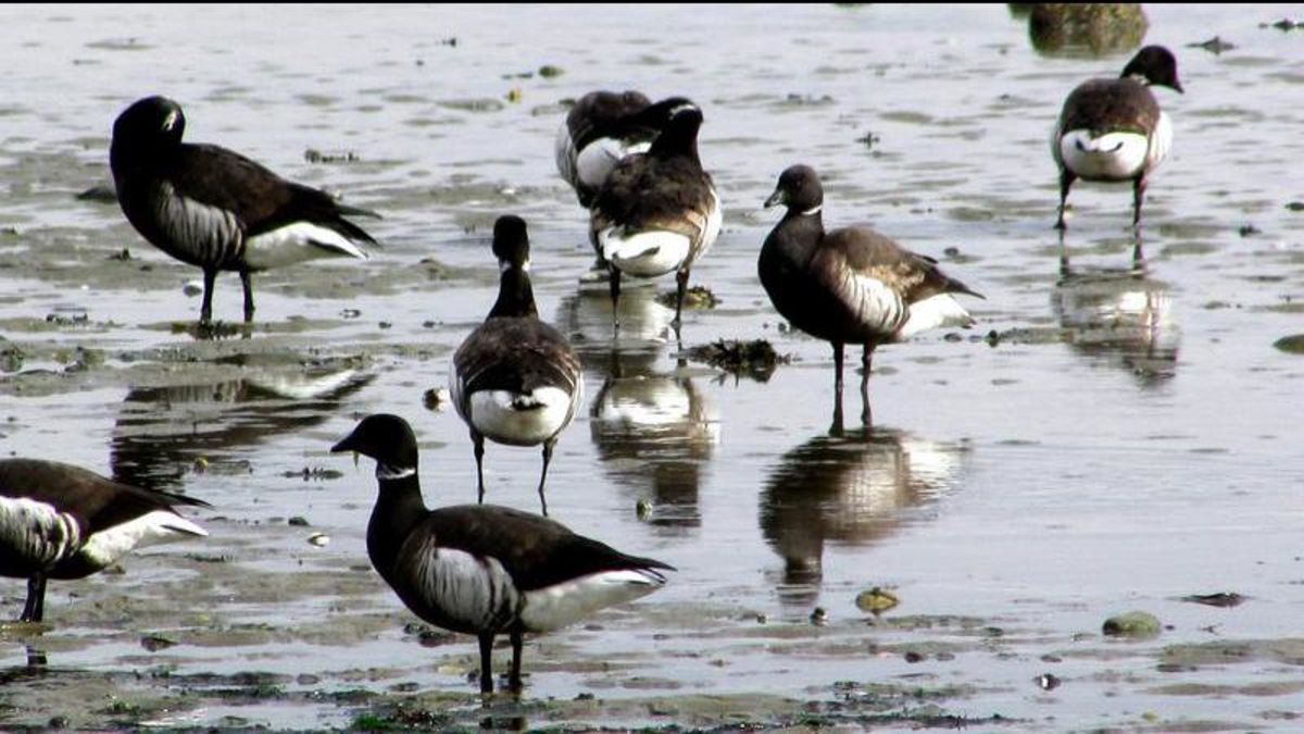 Annual Brant geese migration affects Parksville beaches | The Lounge 99.9