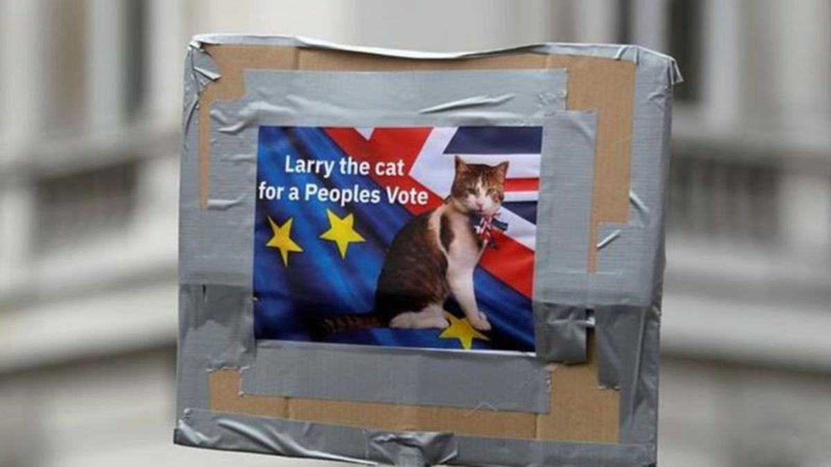 UK’s chief mouser celebrates 10 years on the prowl | Lethbridge News Now