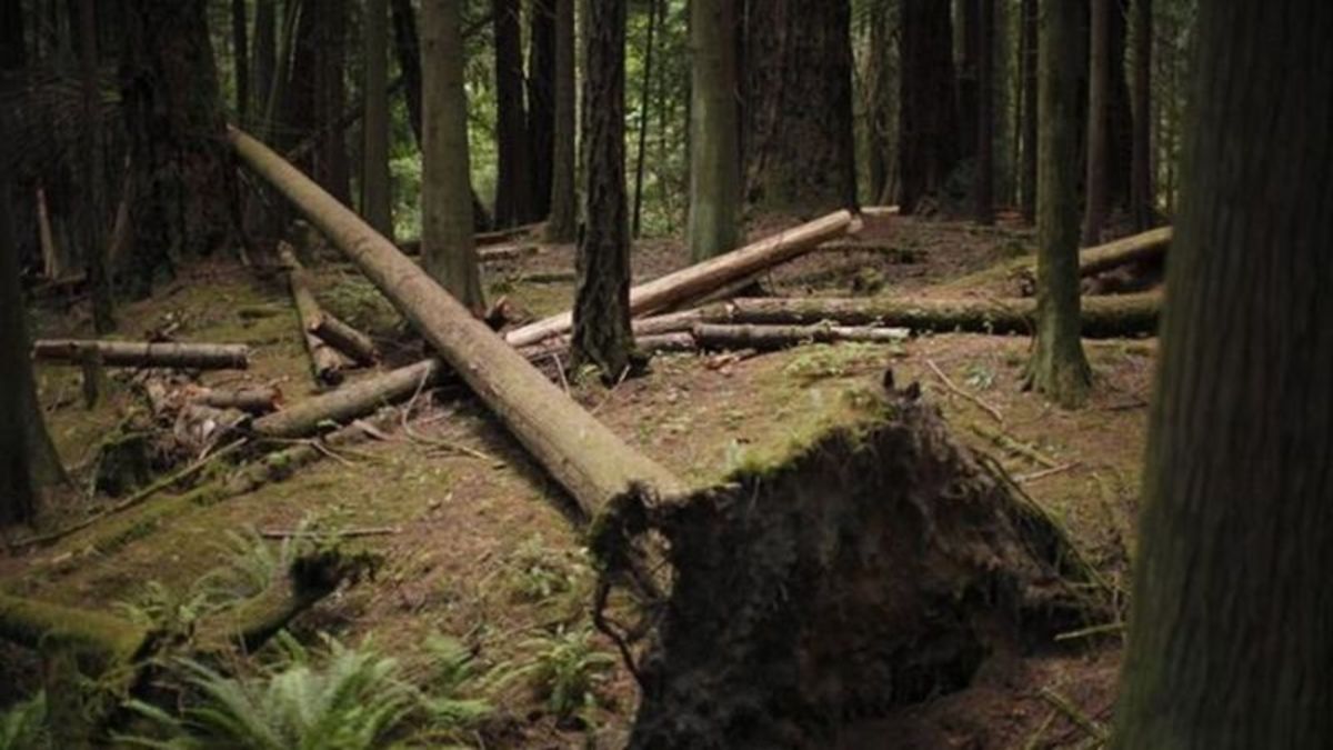 Logging delay agreement for B.C. old-growth tree stand helps endangered ...