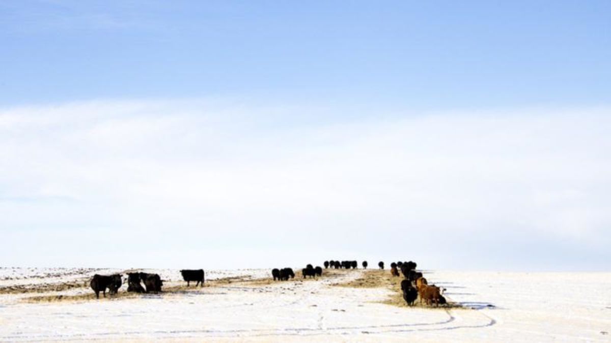 Saskatchewan beef cattle herd increases | farmnewsNOW