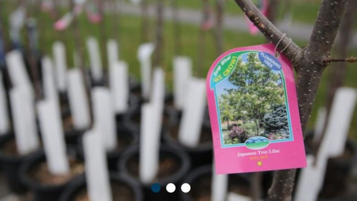 Growing interest in city’s tree planting program | Kelowna's 103-1 ...
