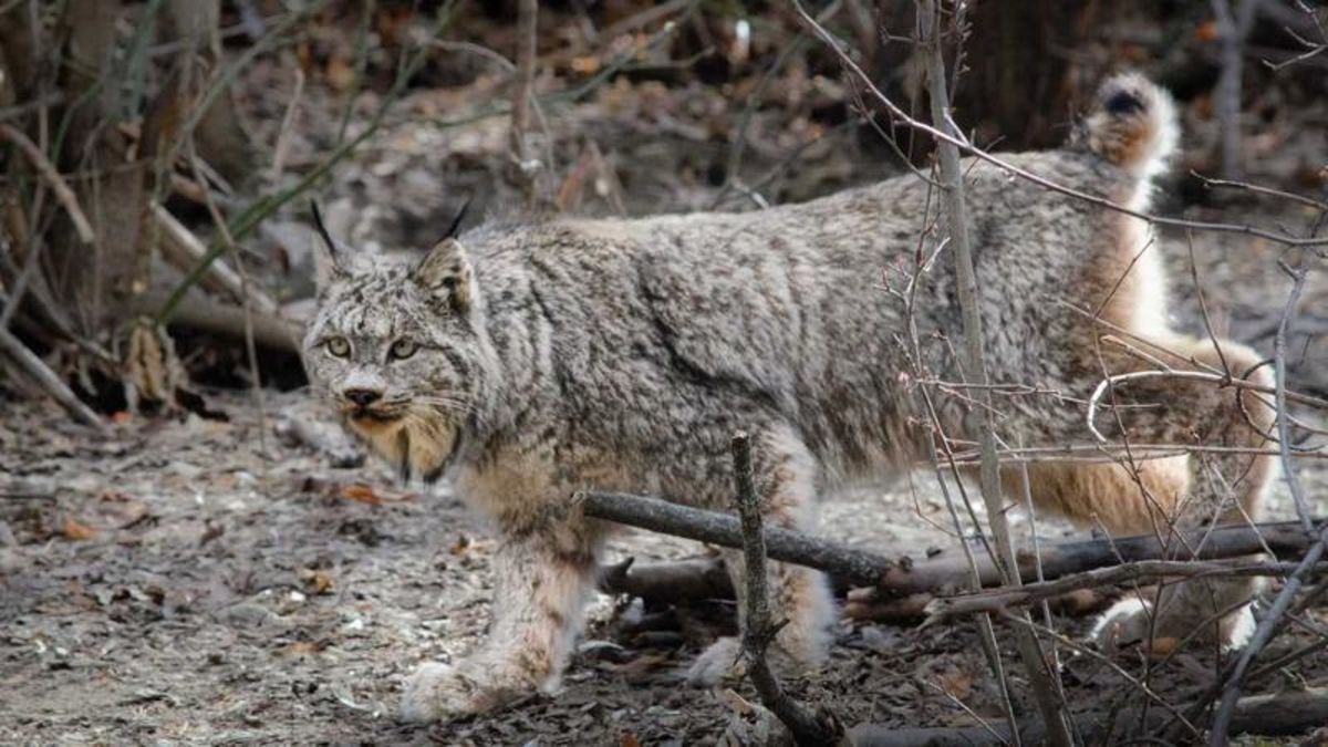 Lynx, other local wildlife at risk of habituation around humans | B100
