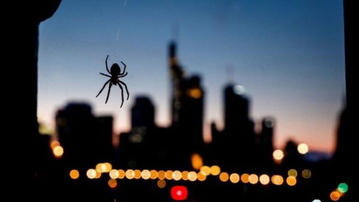 Police respond to calls as spider in vehicle causes a ‘scramble’ in B.C ...
