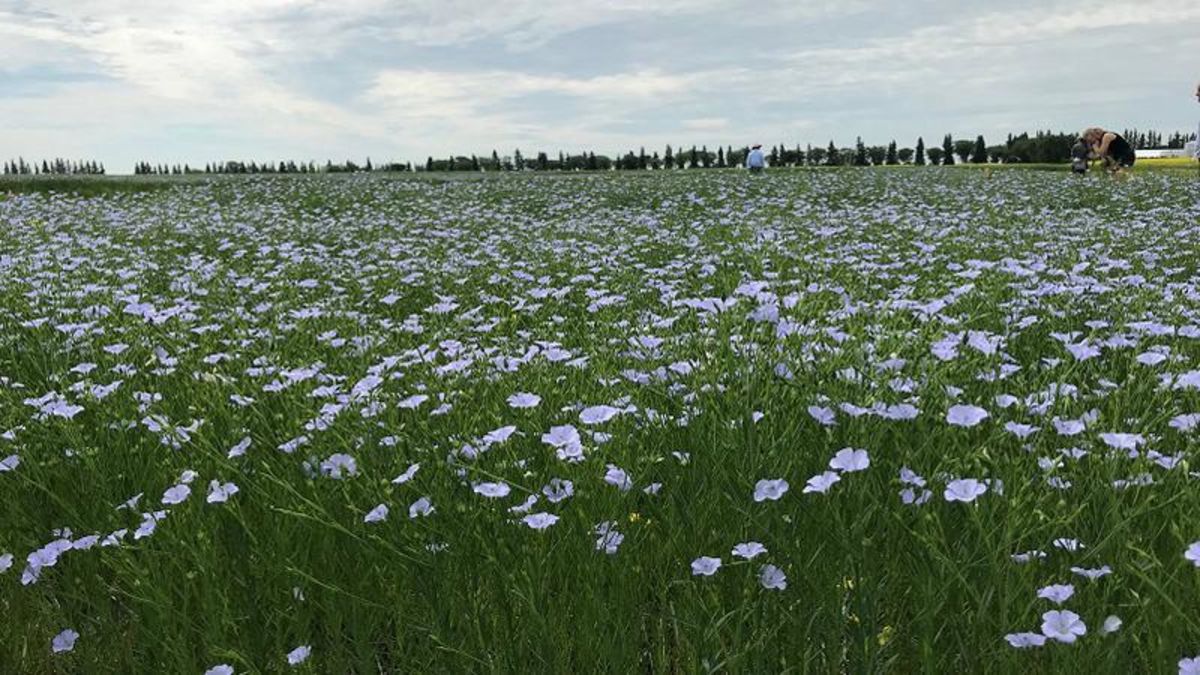 Annual Crop Talk event goes virtual | farmnewsNOW