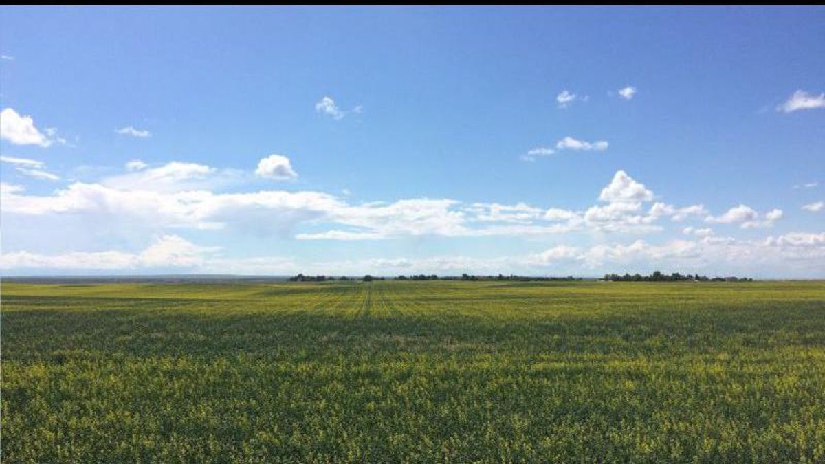 Alberta farmland values remain strong | Lethbridge News Now