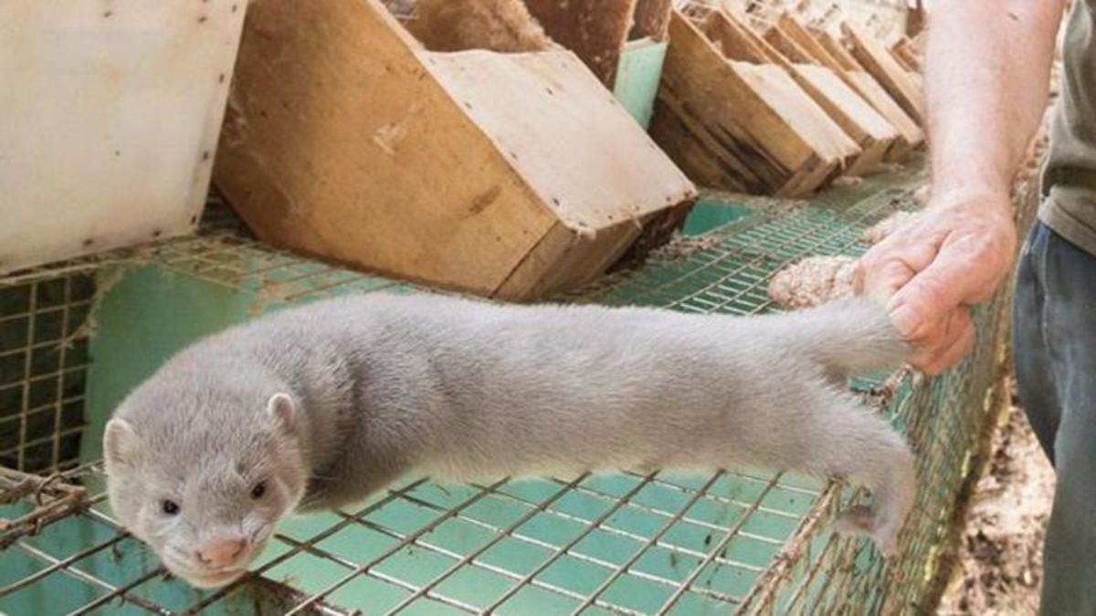 Quarantined B.C. farms where over 1,000 mink died resume breeding stock ...