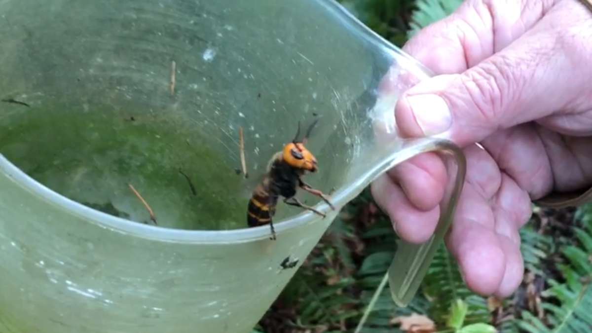 Nanaimo beekeeper optimistic predatory insect won’t survive on ...