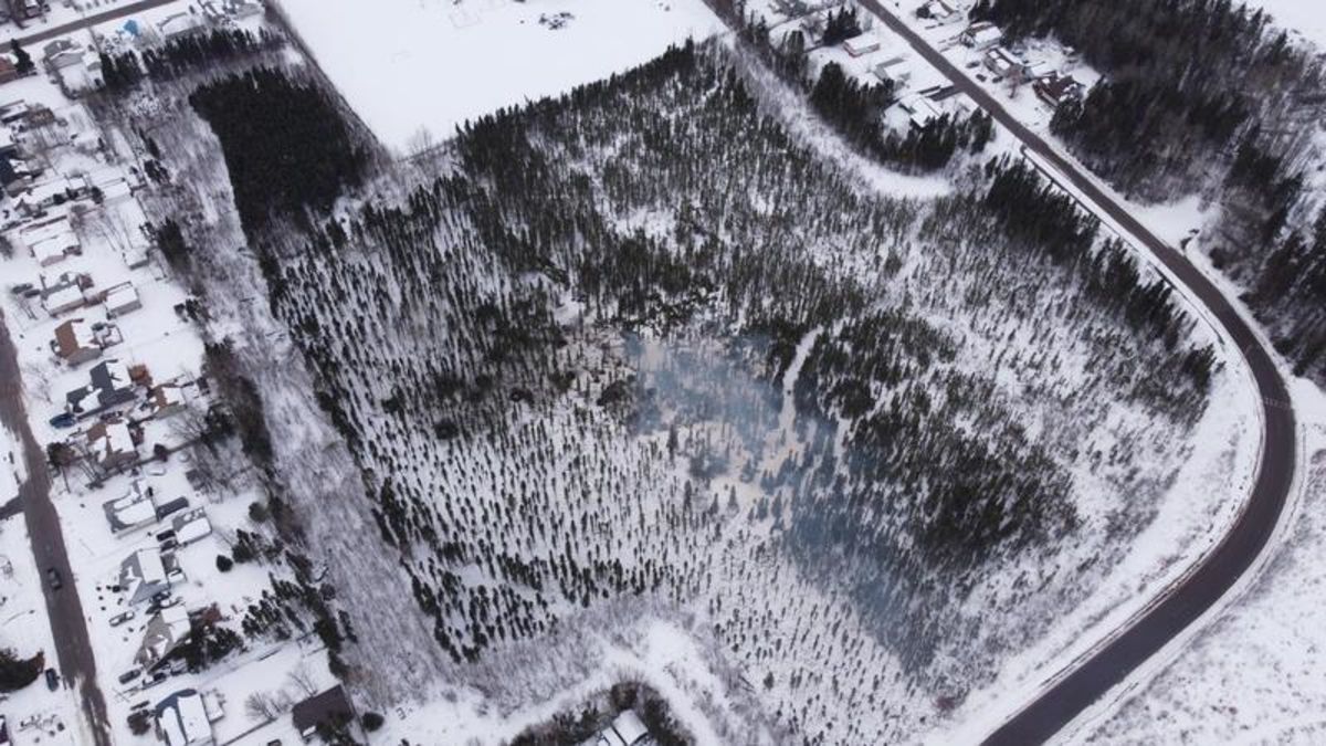 Tree thinning project in Air Ronge nearly half complete | larongeNOW