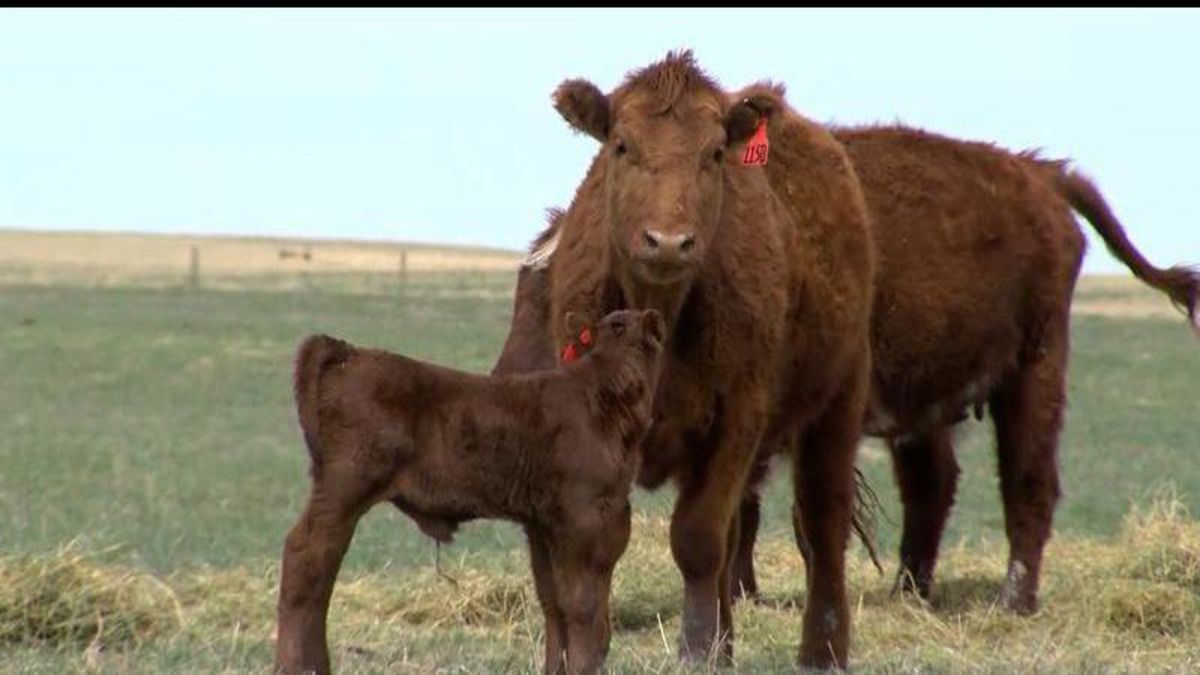 On-Farm Slaughter Operations proving popular in Alberta | Lethbridge ...