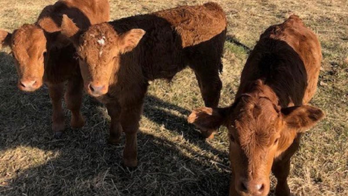 Wild West? Cattle rustling still exists in Alberta | Lethbridge News Now