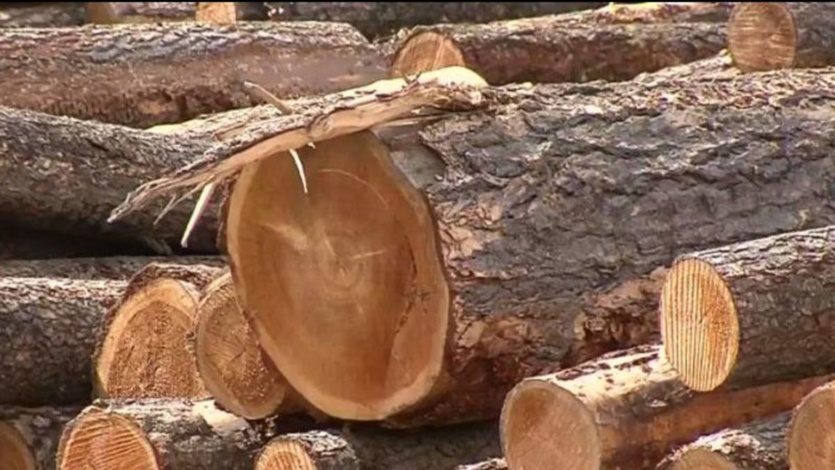 Sixteen-week Advanced Forestry Skills Training program in Kamloops ...
