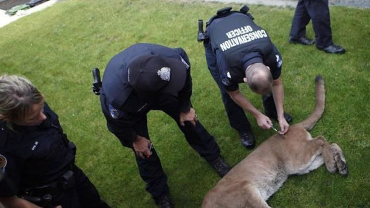 B.C. woman airlifted to hospital with serious injuries in a cougar ...