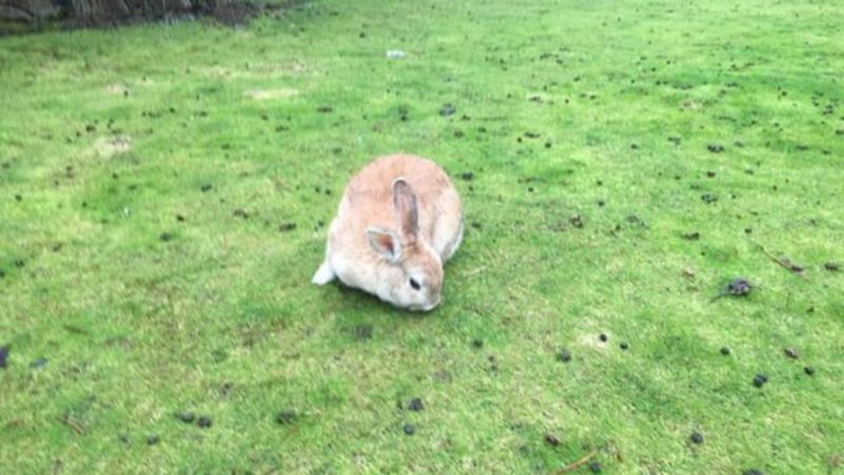 ‘Like a flash fire:’ Rabbit owners warned about outbreak of deadly ...
