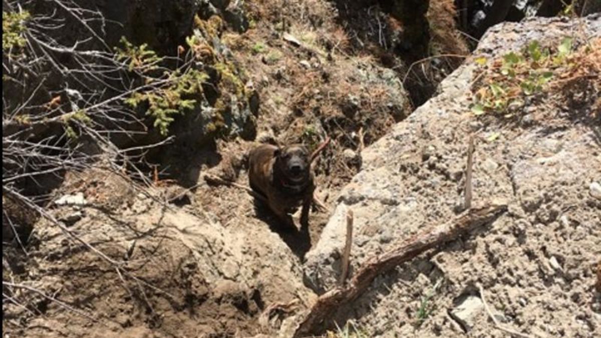 RCMP, fire chief team up to rescue stranded dog | Vernon Matters