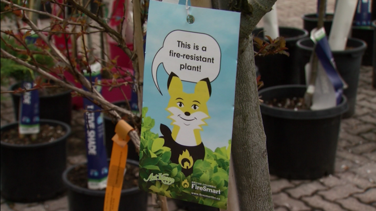 FireSmart BC launches landscaping guide and plant tagging program ...