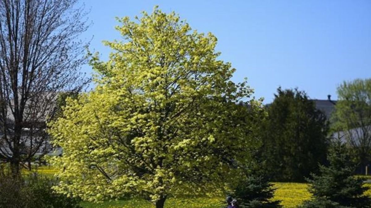 High pollen levels to blame for worse allergy season, experts say ...