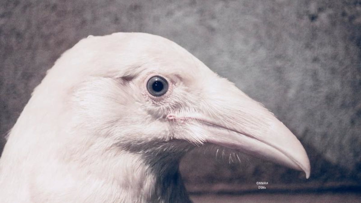 Extremely rare white raven fighting for his life at Errington animal ...