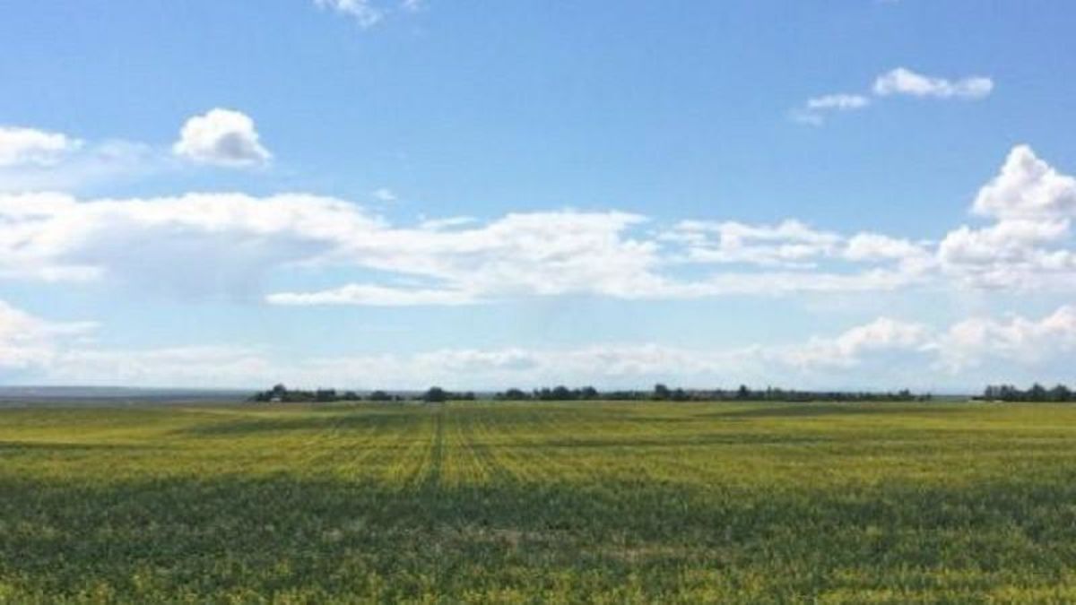 Heat wave taking a toll on Alberta crops | northeastNOW